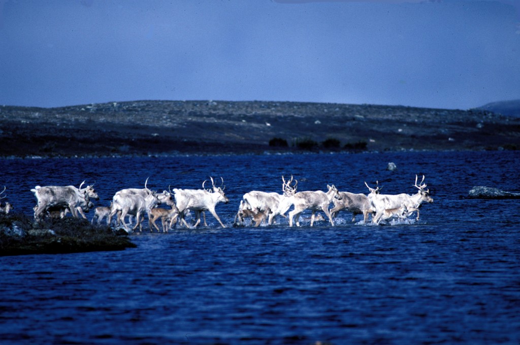 International Boreal Conservation Science Panel - Search Results