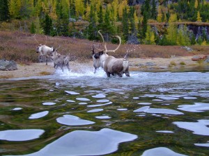 International Boreal Conservation Science Panel - Protecting the George ...