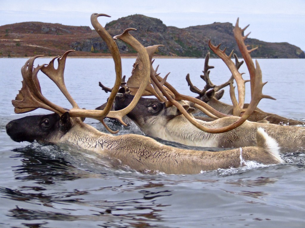 International Boreal Conservation Science Panel - Search Results